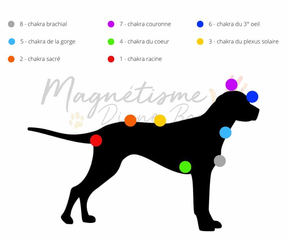 Magnétiseur chien : quand et pourquoi y recourir ? - Magnetiseur Animaux